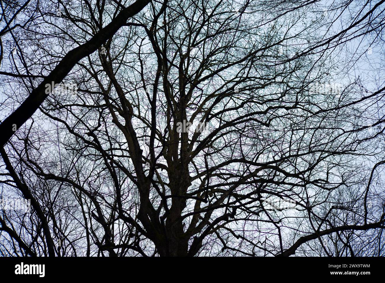 Mysteriouswoods hi-res stock photography and images - Alamy