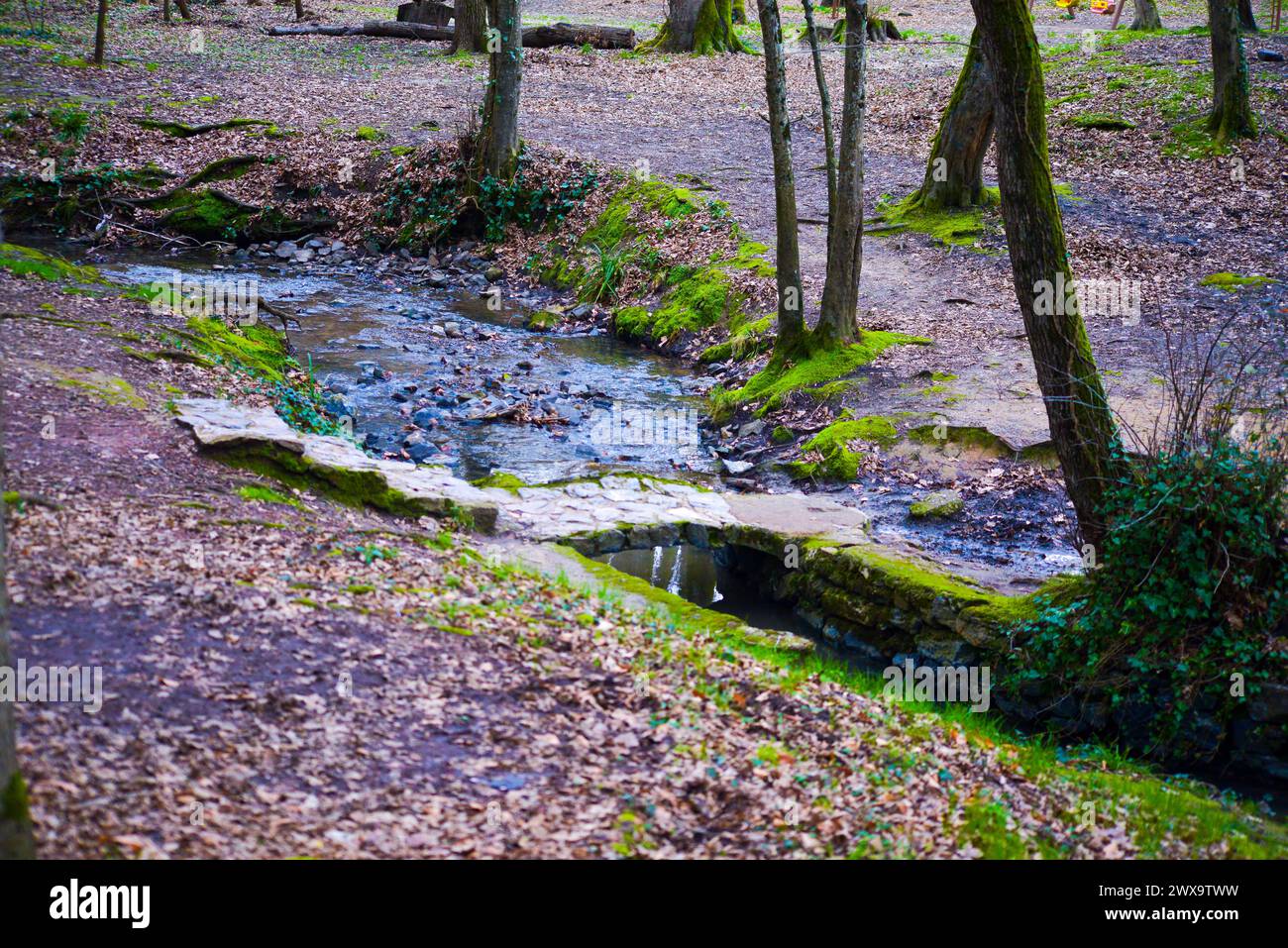 Treescenery hi-res stock photography and images - Alamy