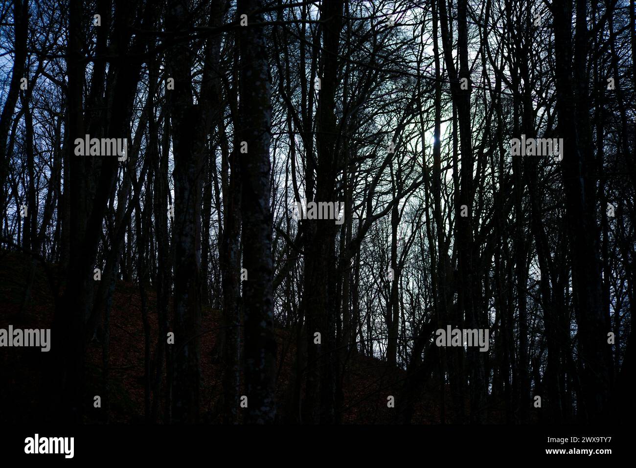 A mysterious and eerie forest with dark shadows and an enchanted ...