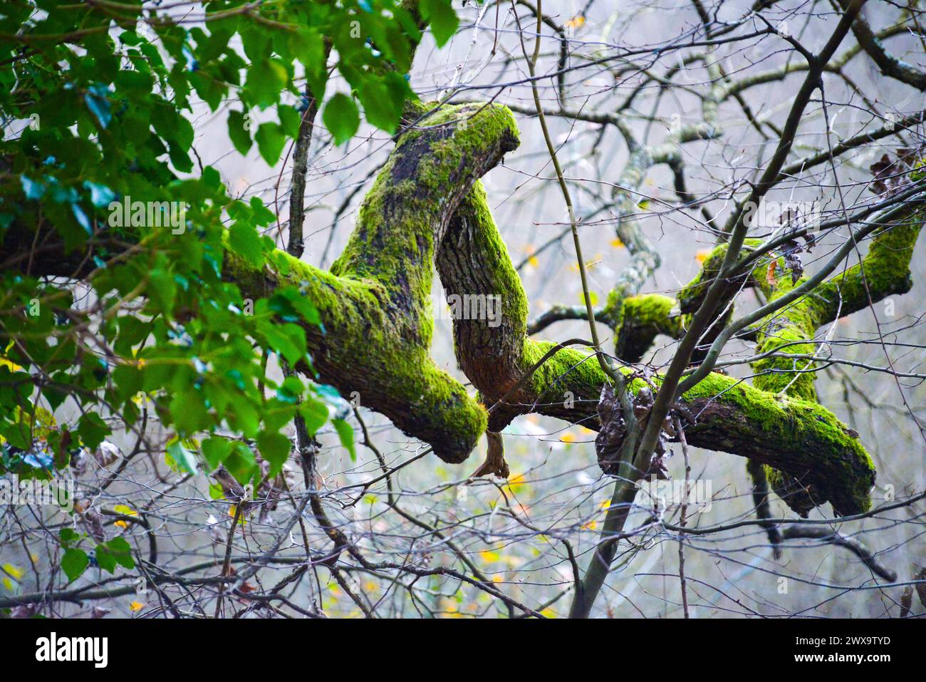 A dense forest with lush green foliage and branches creates a ...