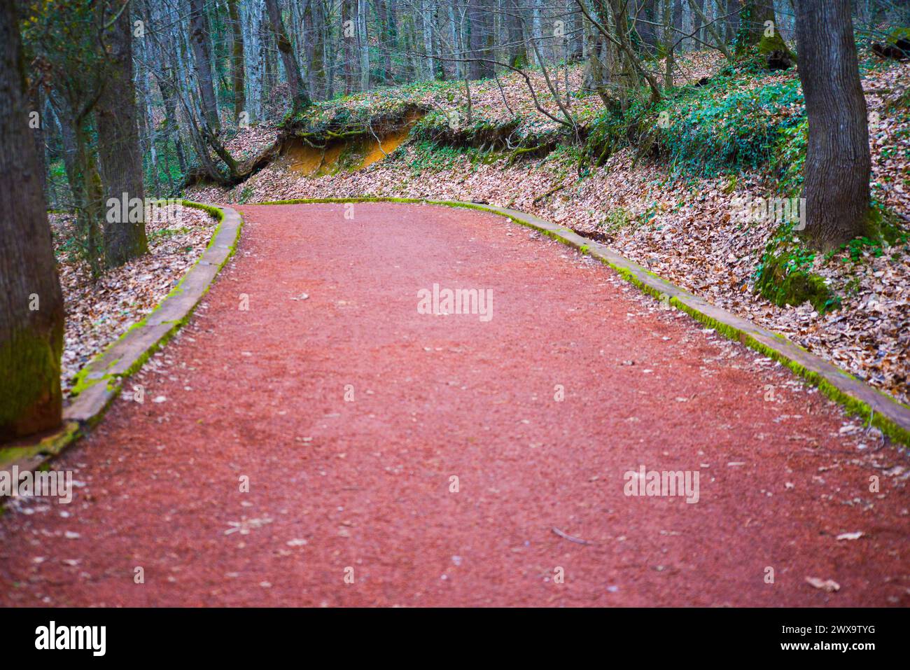 Foresttrack hi-res stock photography and images - Alamy