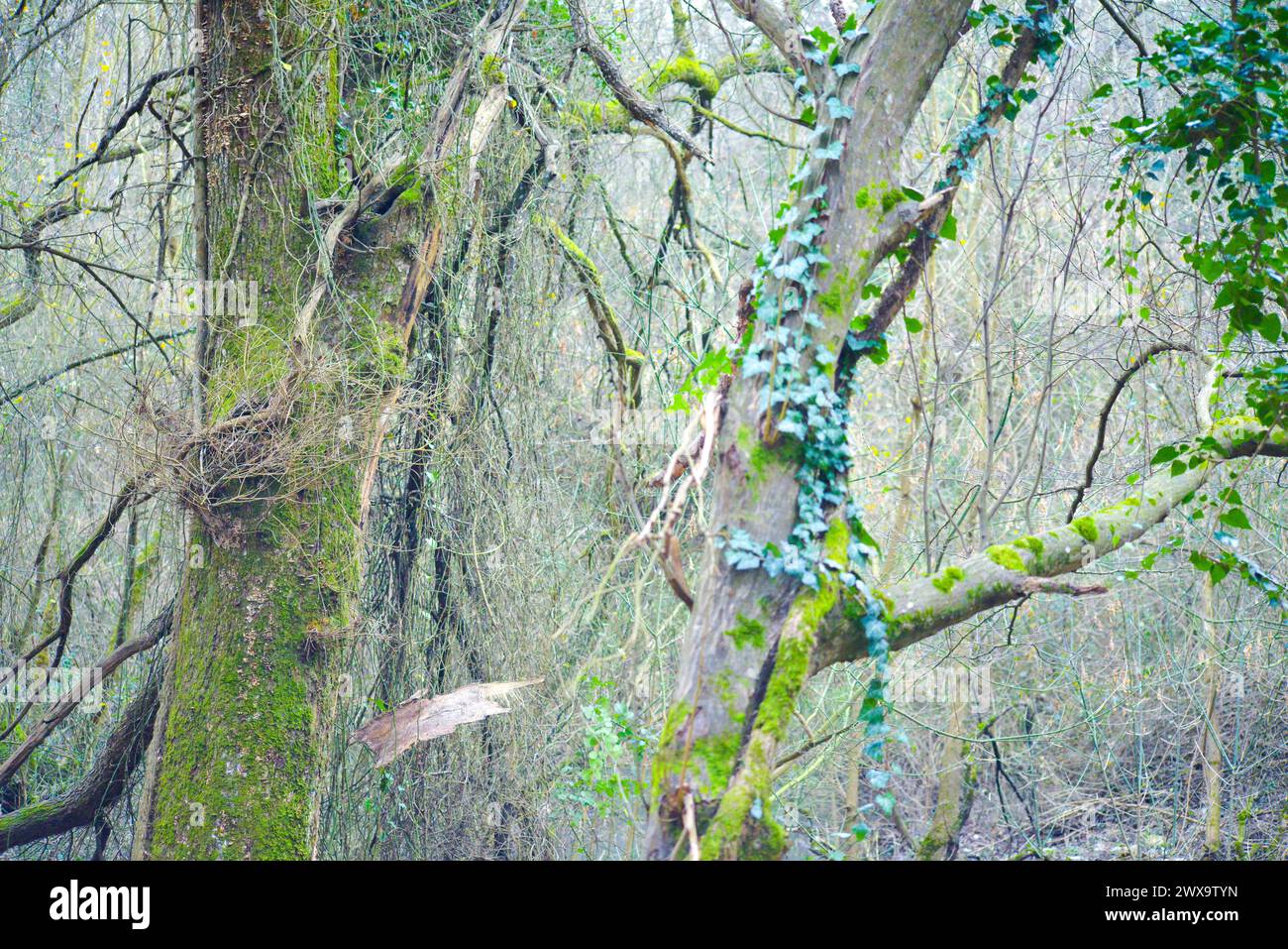 A dense forest with lush green foliage and branches creates a ...