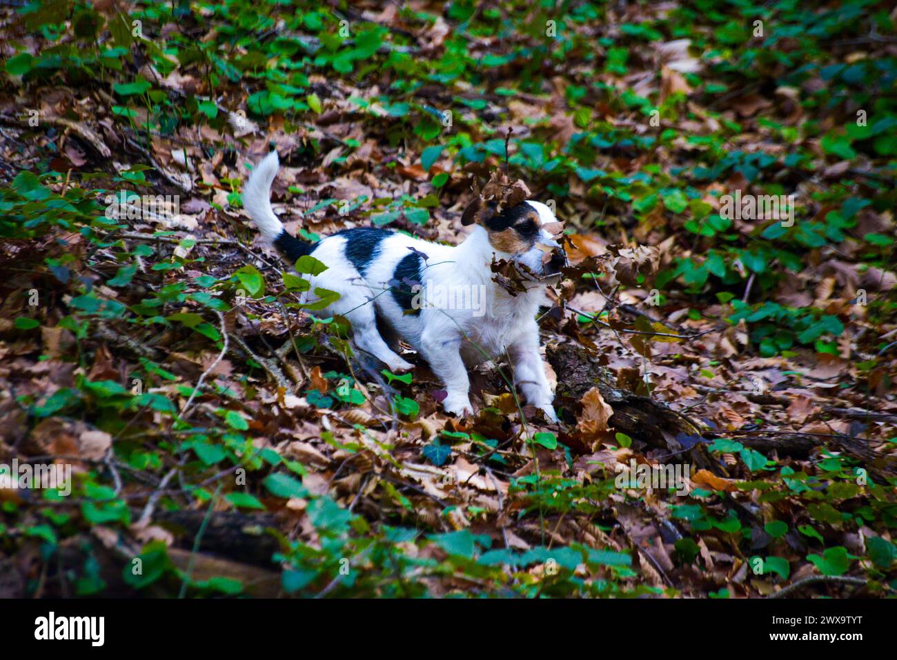 A lively little dog explores the forest, running, jumping, and playing ...