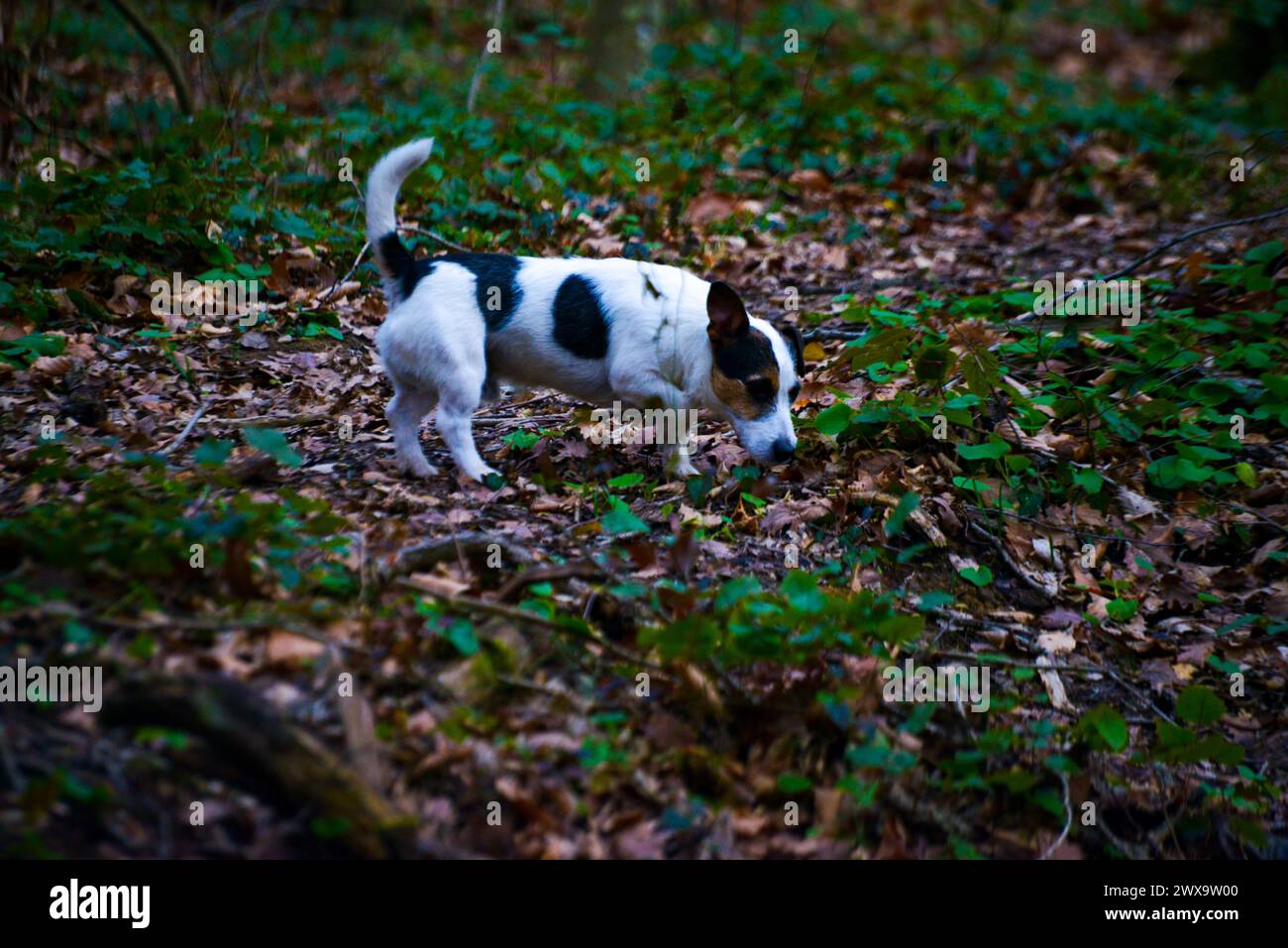 A lively little dog explores the forest, running, jumping, and playing ...