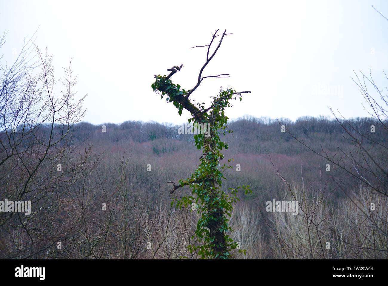 Greeneryforest hi-res stock photography and images - Alamy