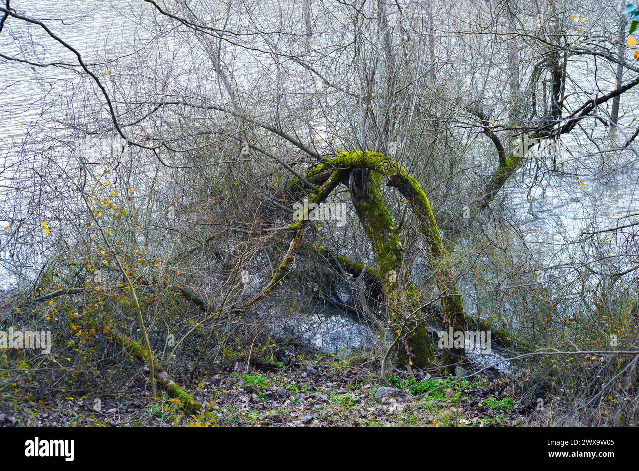 Tree branches gently floating on the serene river, creating a tranquil ...