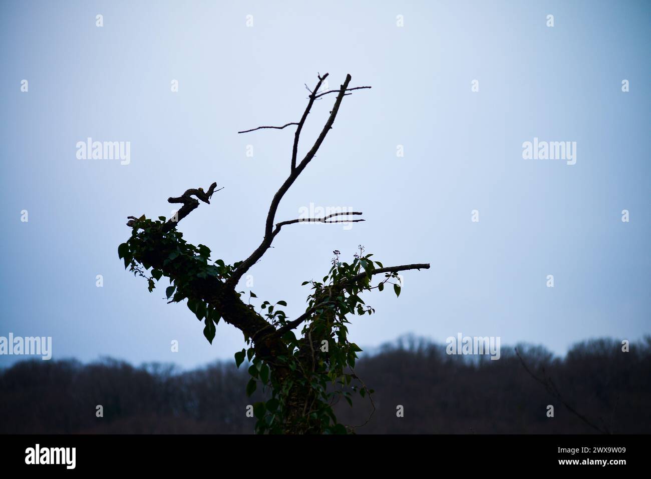 Greeneryforest hi-res stock photography and images - Alamy