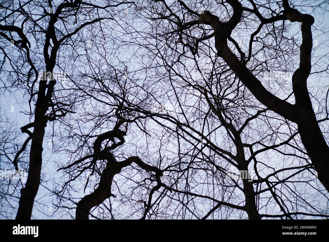 A picturesque scene of tall trees and sprawling branches amidst the ...