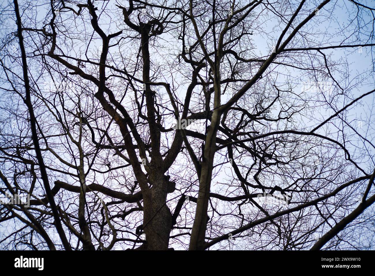 Forestedarea hi-res stock photography and images - Alamy