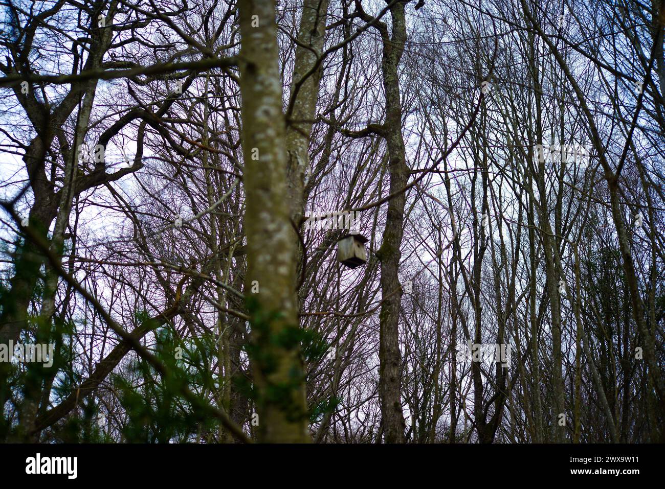 A picturesque scene of tall trees and sprawling branches amidst the ...