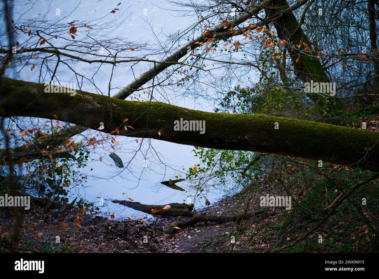 A collapsed tree rests upon a serene lake in the heart of the forest ...