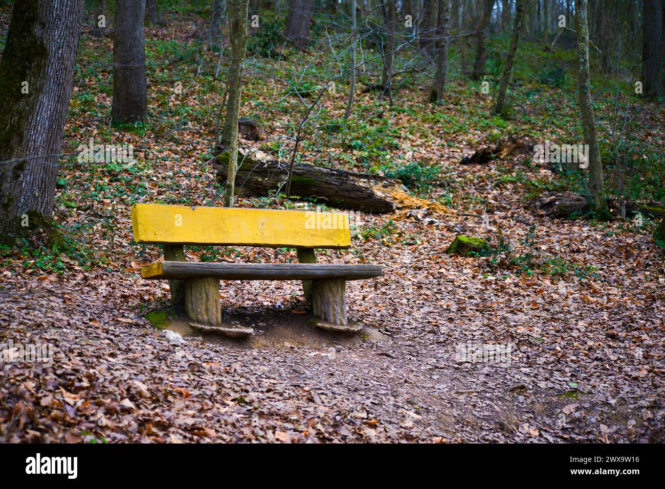 A vibrant yellow bank amidst the forest, adding a burst of color to the ...