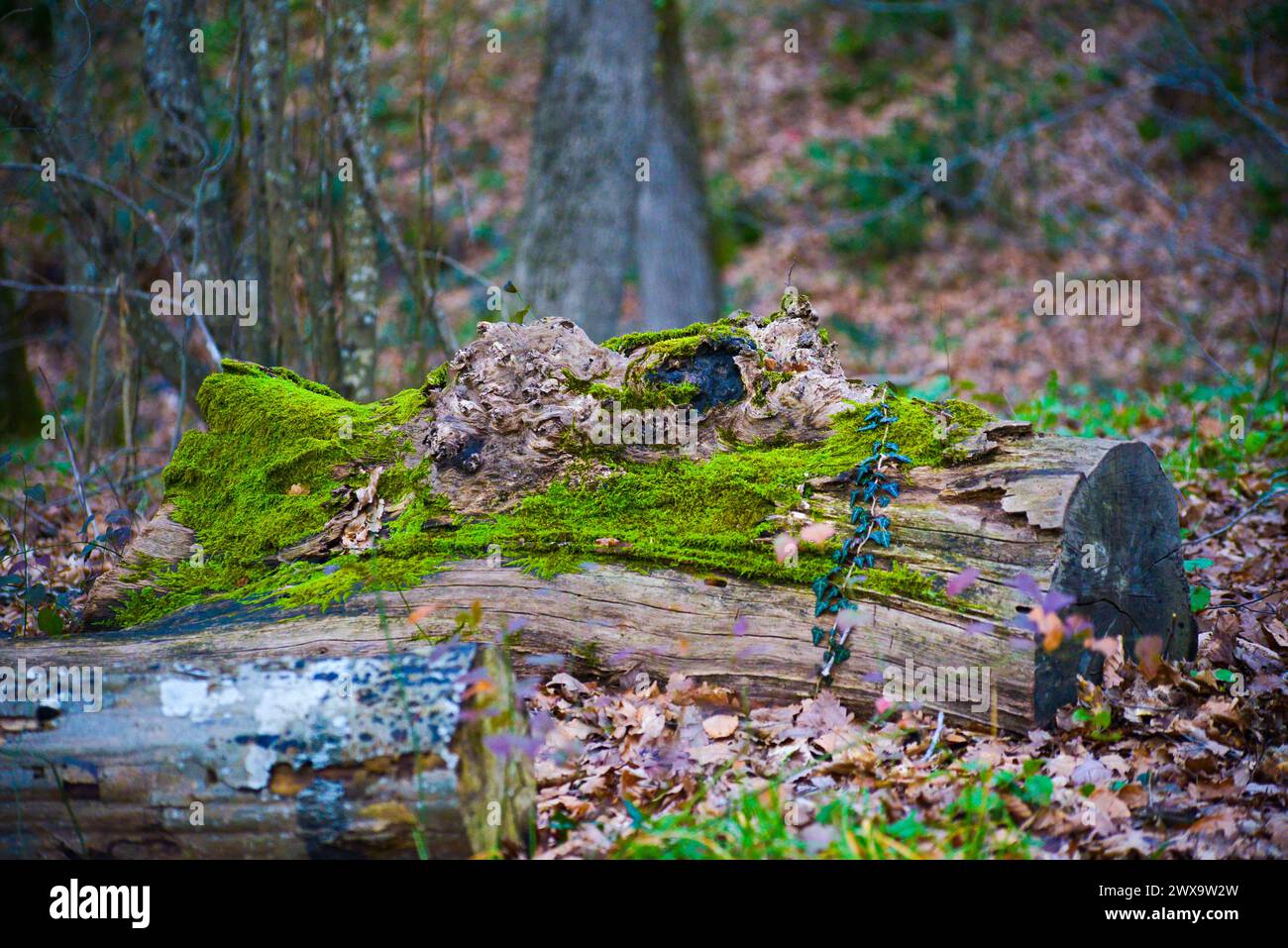 Amidst the forest floor, trees and trunks lie strewn, contributing to ...