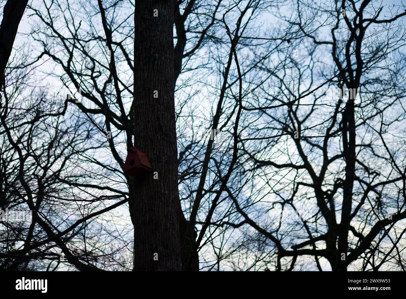 Birdnestingplace hi-res stock photography and images - Alamy