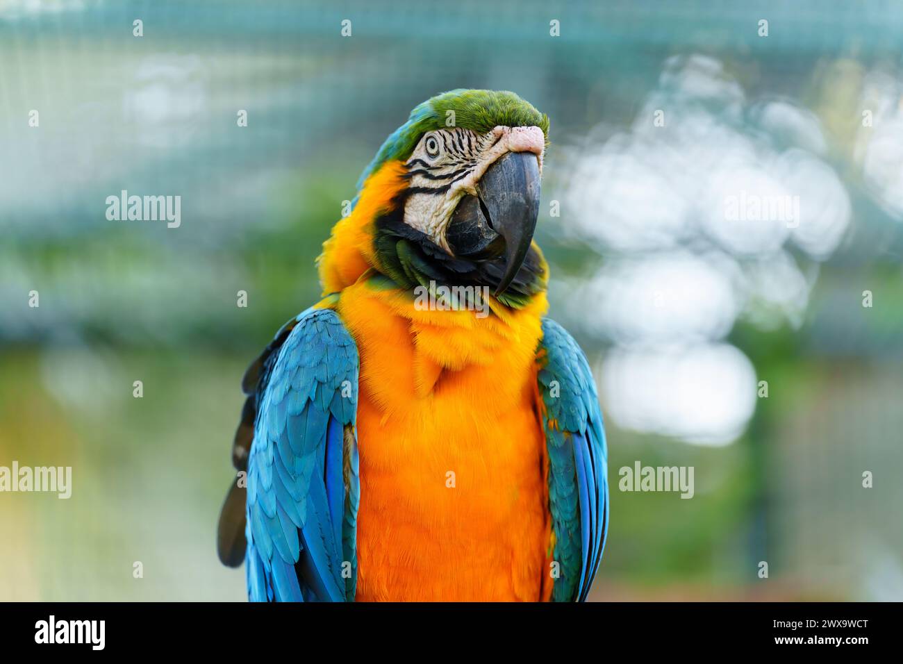 blue-and-yellow macaw (Ara ararauna), also known as the blue-and-gold macaw Stock Photo - Alamy