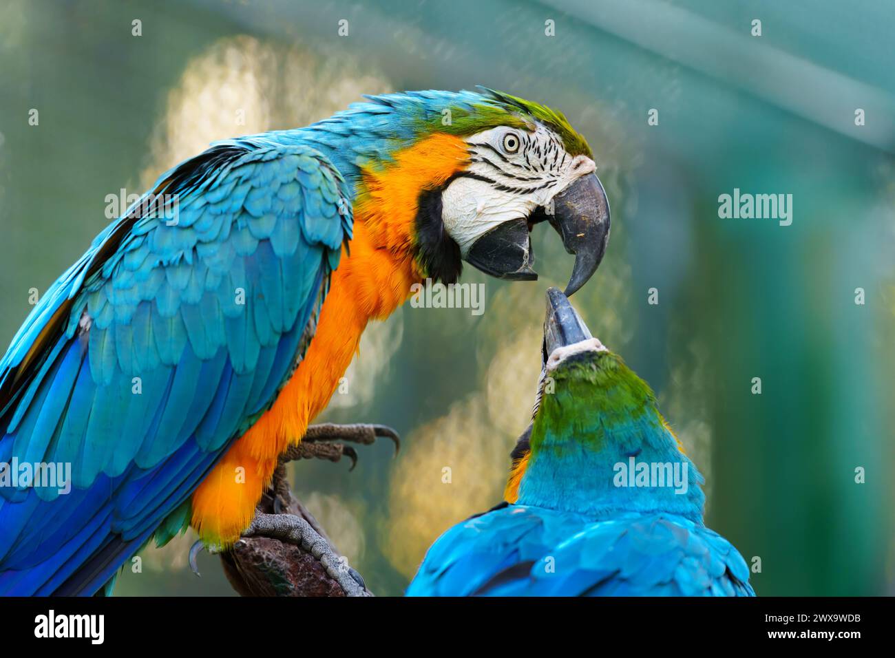 two blue-and-yellow macaw (Ara ararauna), also known as the blue-and ...