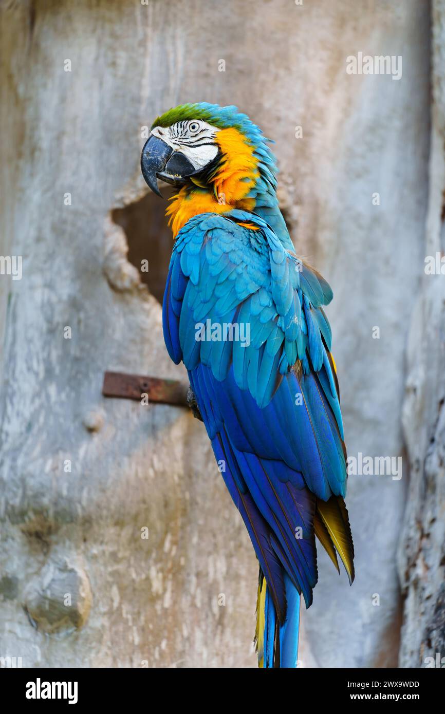 blue-and-yellow macaw (Ara ararauna), also known as the blue-and-gold macaw Stock Photo - Alamy