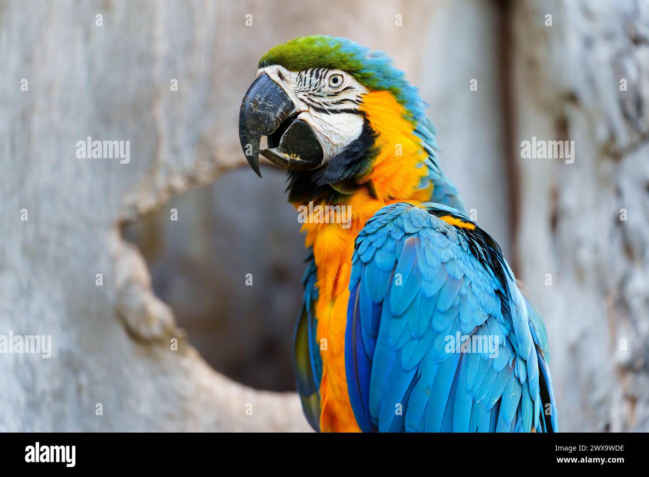blue-and-yellow macaw (Ara ararauna), also known as the blue-and-gold macaw Stock Photo - Alamy