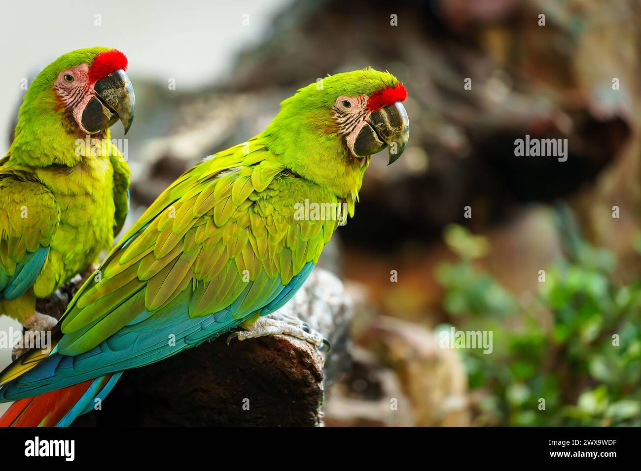 The great green macaw (Ara ambiguus), also known as Buffon's macaw or ...