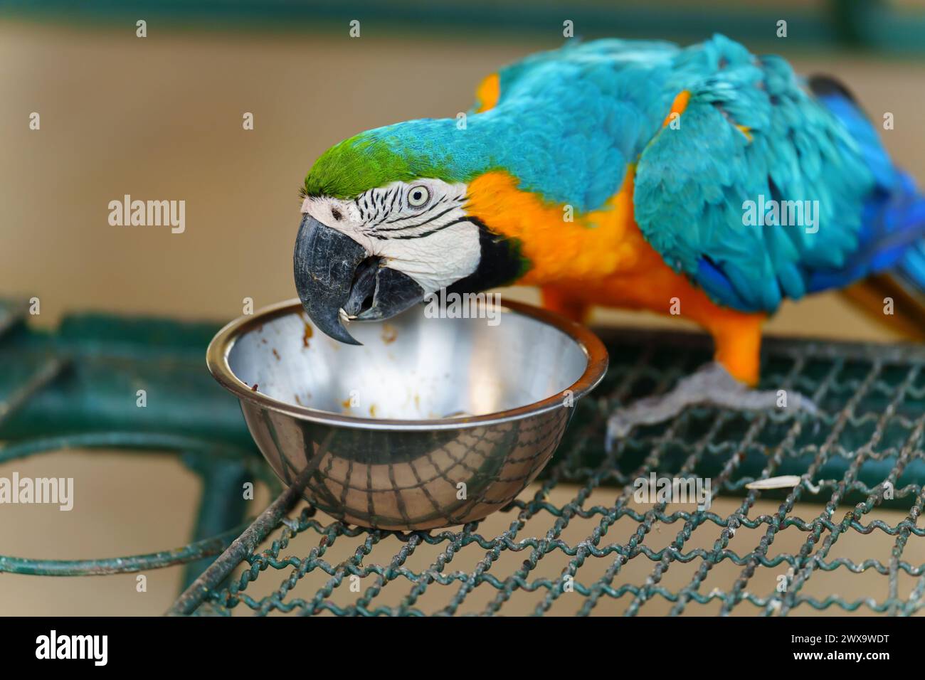 blue-and-yellow macaw (Ara ararauna), also known as the blue-and-gold ...