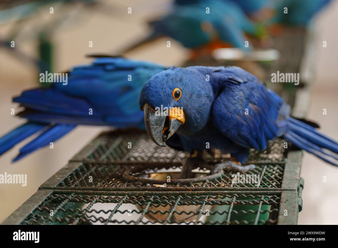 bright blue hyacinth macaw parrot (anodorhynchus hyacinthinus) eating ...