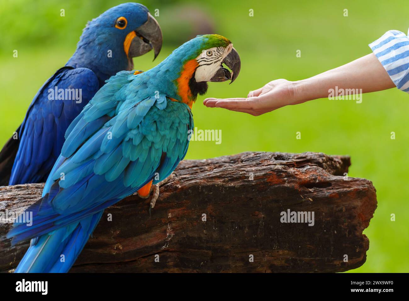 woman feeding blue-and-yellow macaw (Ara ararauna) bird on hand Stock ...