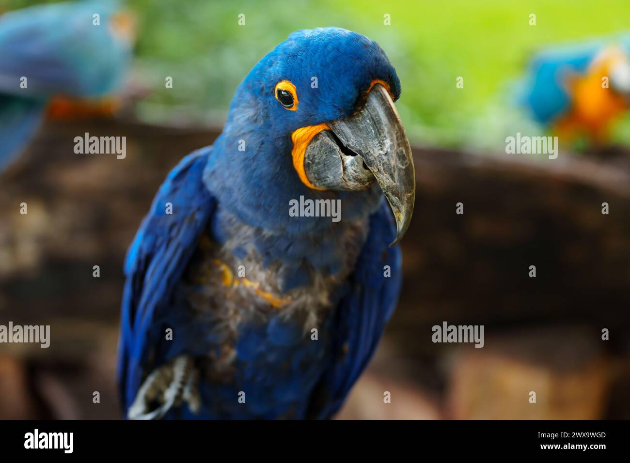 bright blue hyacinth macaw parrot (anodorhynchus hyacinthinus Stock ...