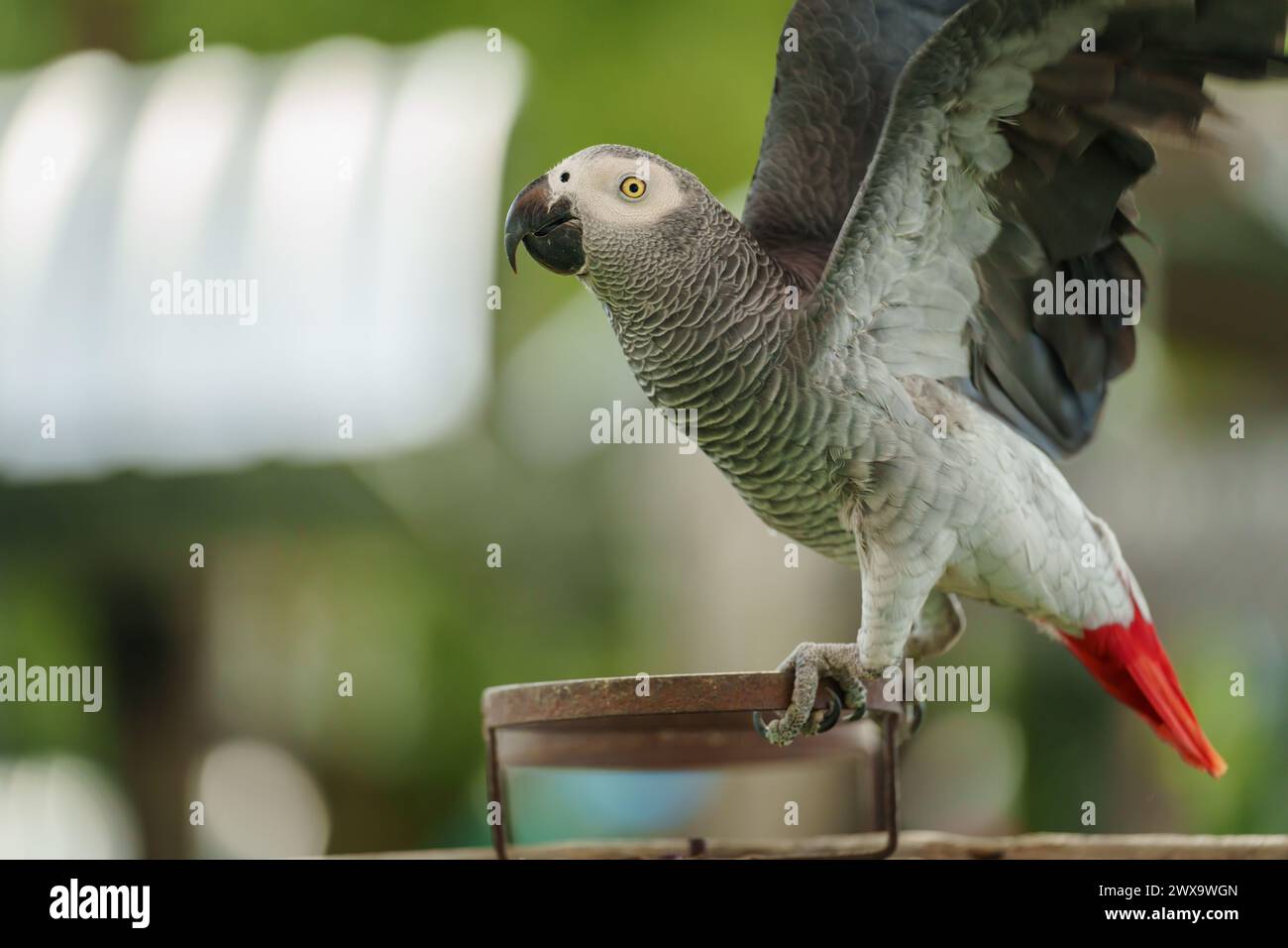 African grey parrot (Psittacus erithacus). bird flaps its wings Stock ...