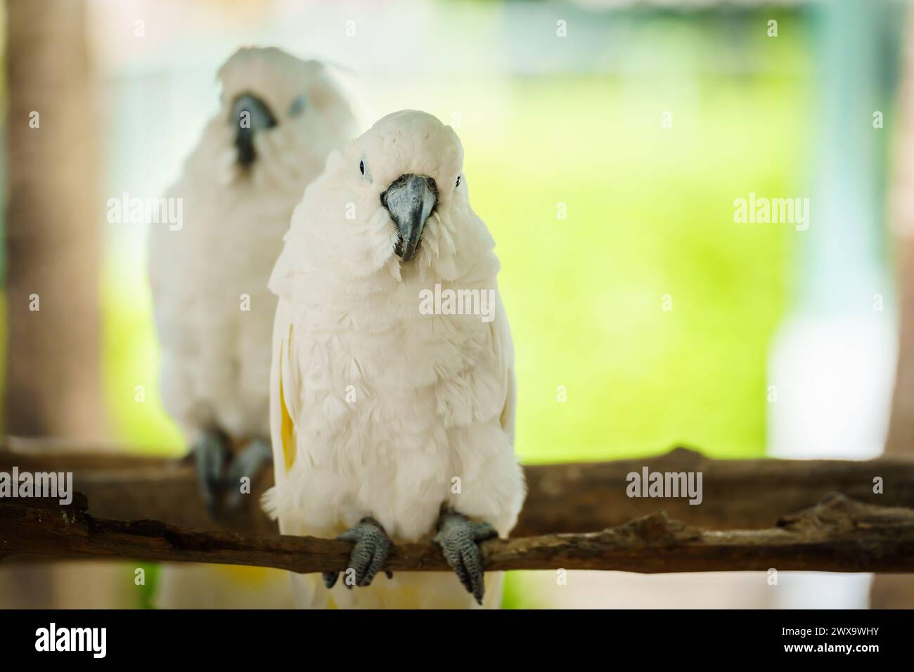 pair of Tanimbar Corella (Cacatua goffiniana) also known as the Goffin ...