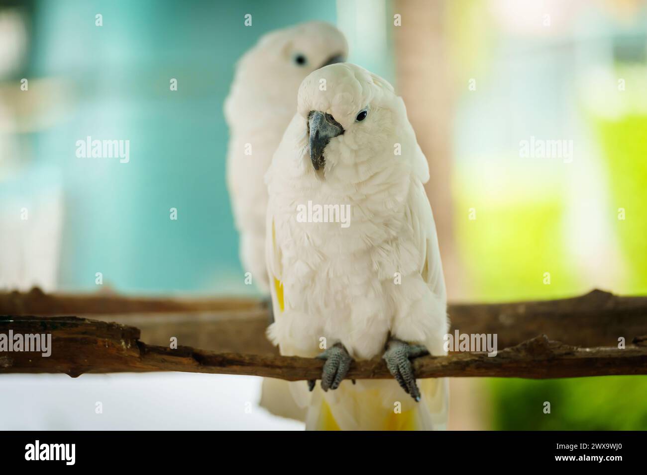 pair of Tanimbar Corella (Cacatua goffiniana) also known as the Goffin ...