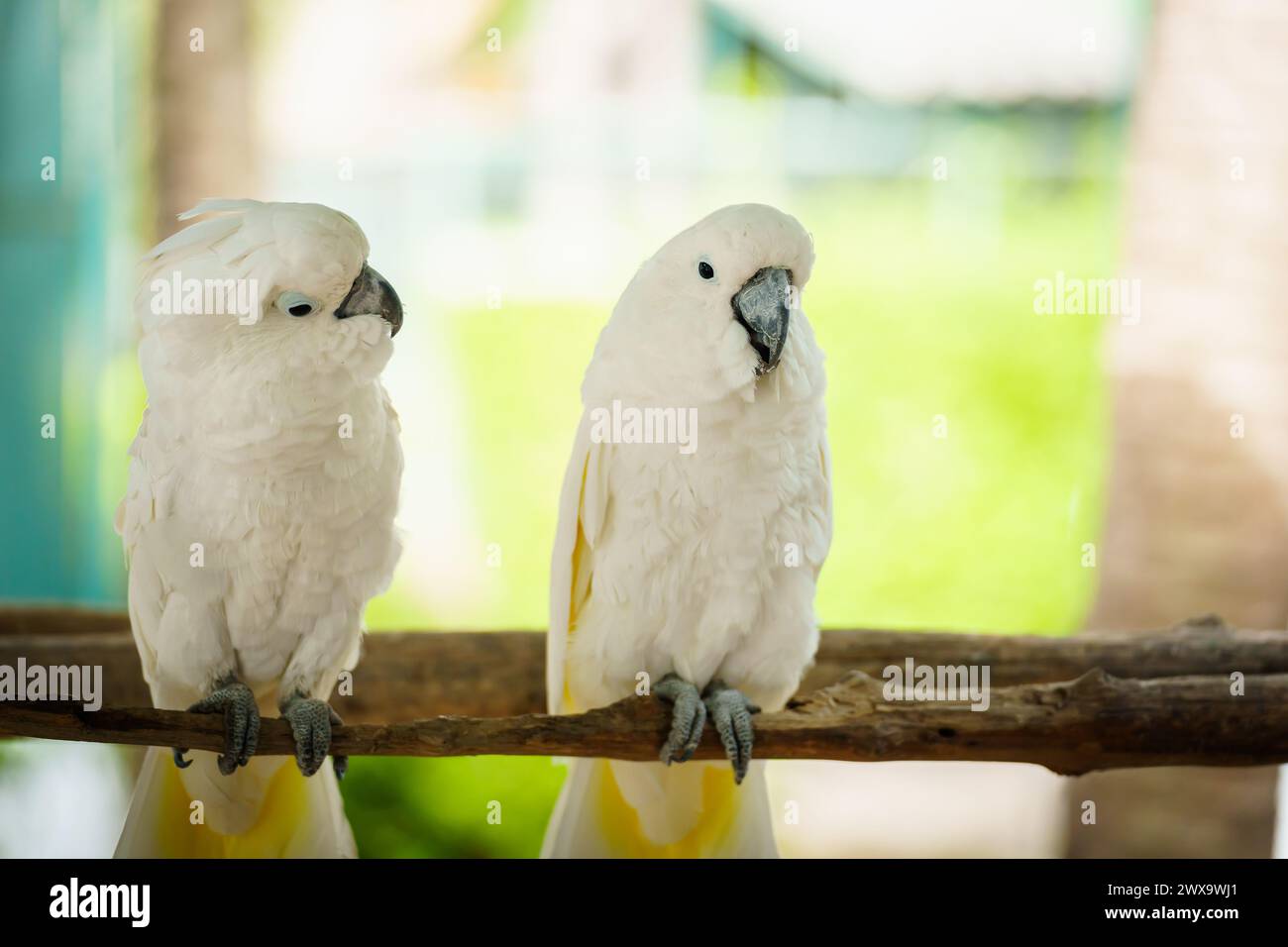 pair of Tanimbar Corella (Cacatua goffiniana) also known as the Goffin ...