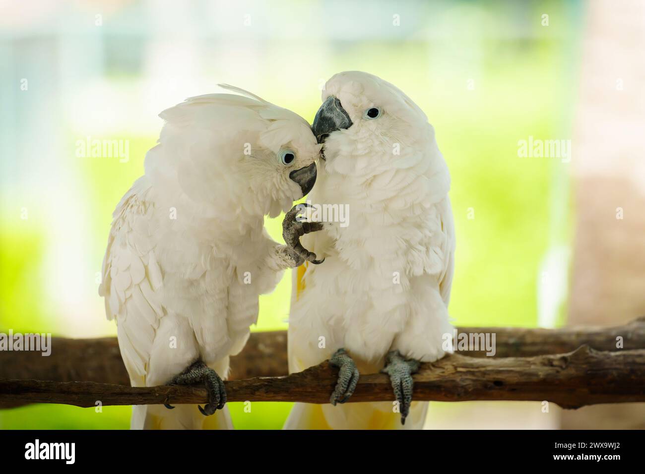 pair of romantic Tanimbar Corella (Cacatua goffiniana) also known as ...