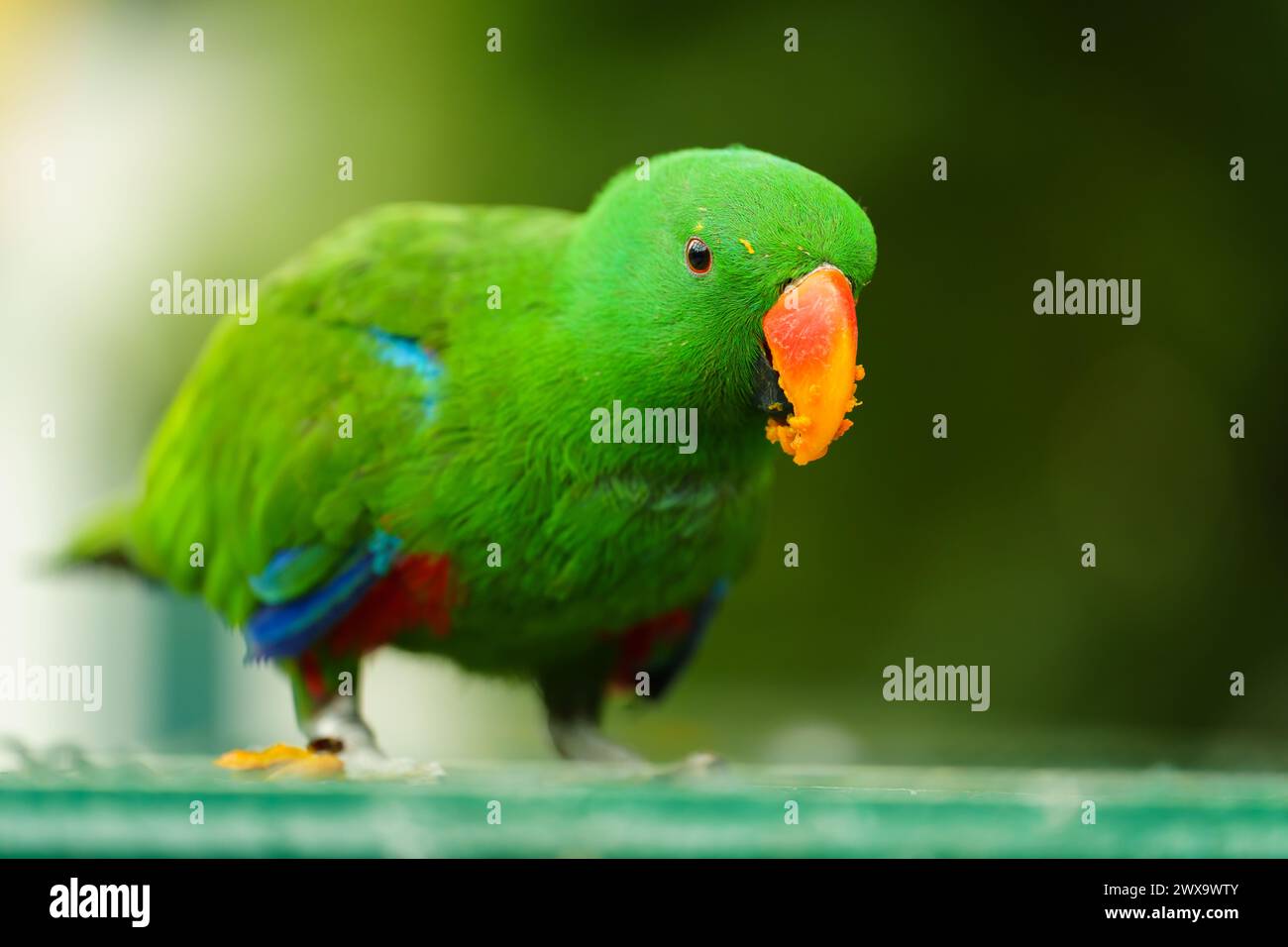green eclectus parrot eating a food Stock Photo - Alamy
