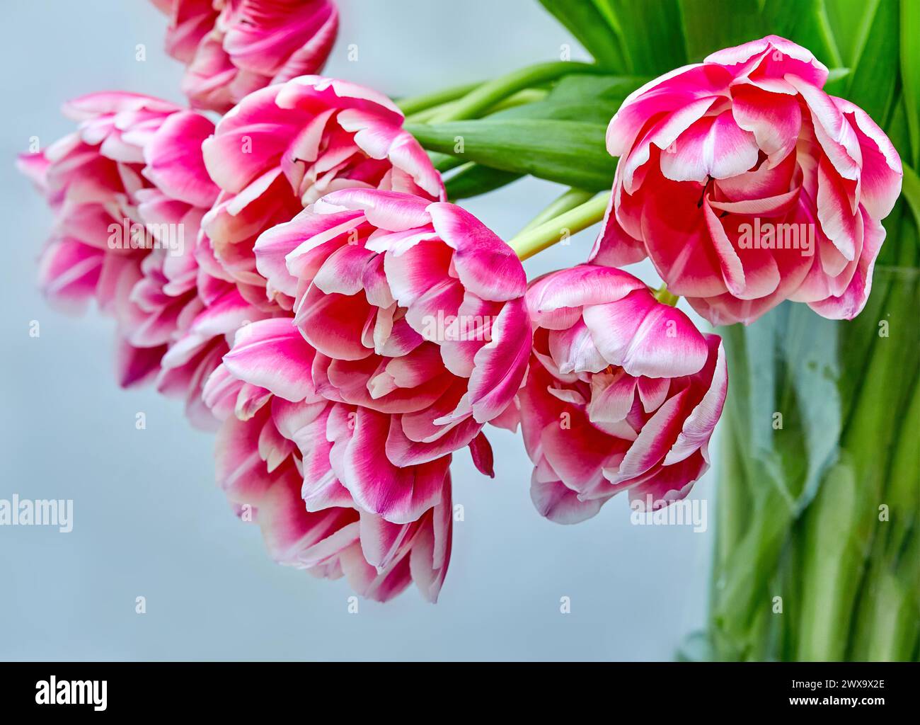Image of a bouquet of open pink tulips Columbus Stock Photo - Alamy