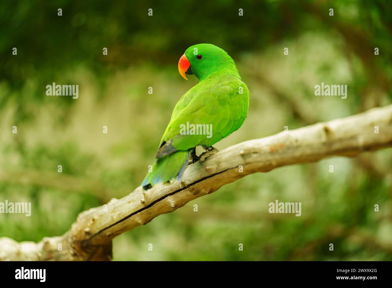 green eclectus parrot on a wood tree brach Stock Photo - Alamy