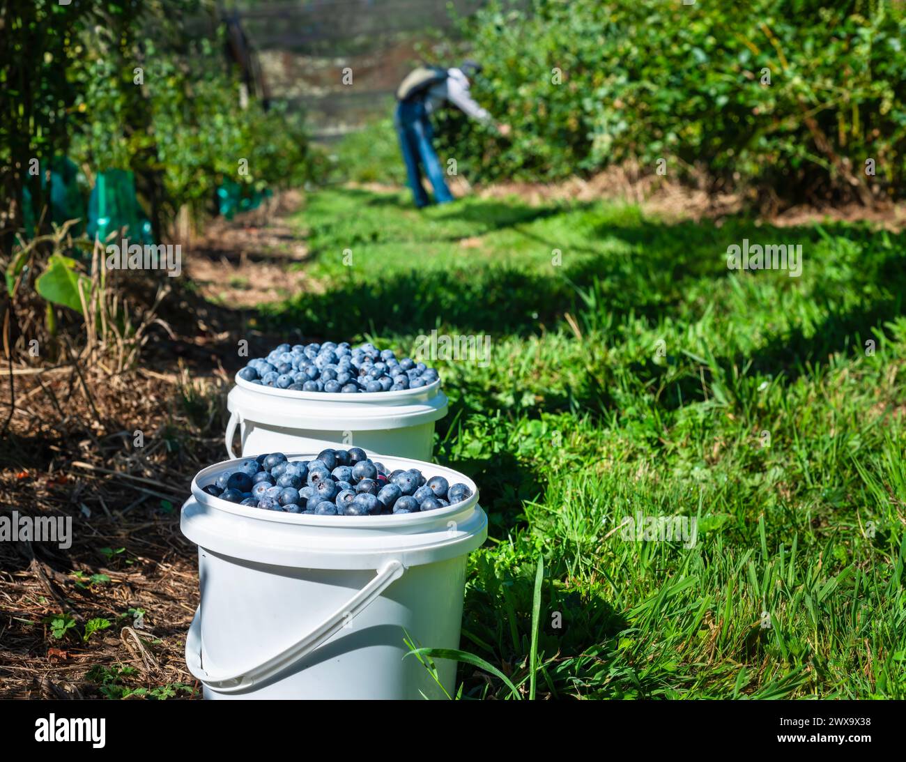Baskets full of ripe blueberries. Unrecognizable worker picking ...