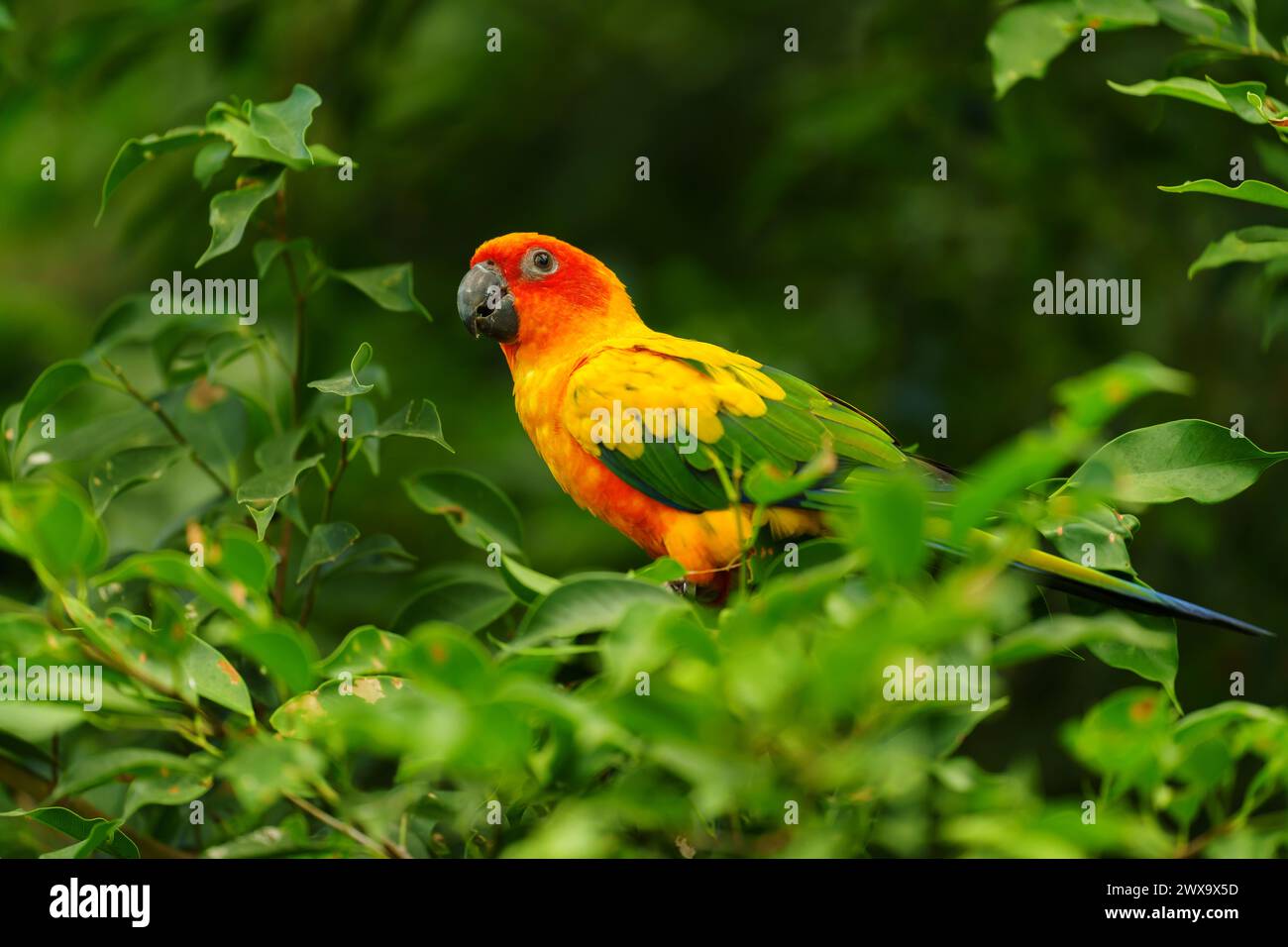 sun conure parrot bird (Aratinga solstitialis) on a wood tree branch ...