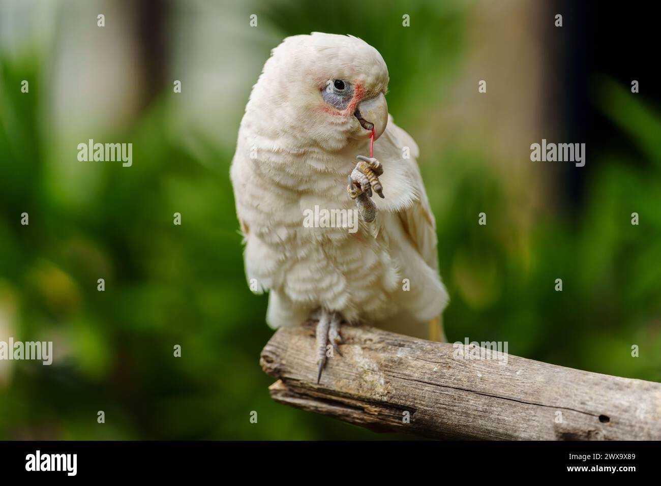 Tanimbar Corella (Cacatua goffiniana) also known as the Goffin's ...