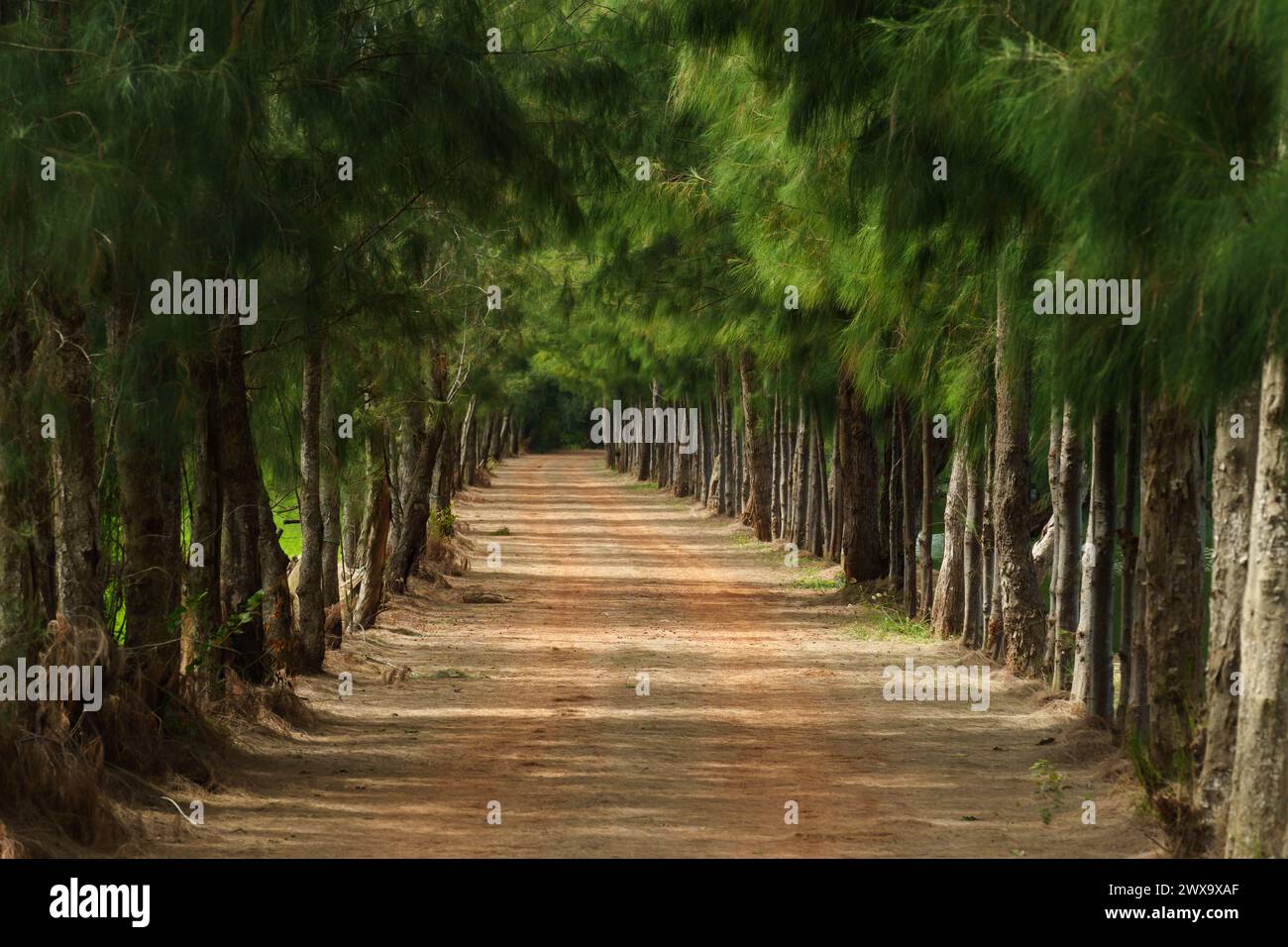 gravel path between pine trees, pathway Stock Photo - Alamy