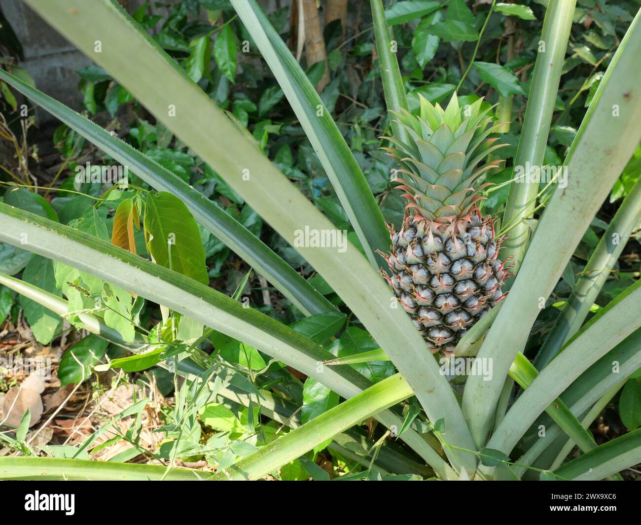 Young pineapple fruit on tree plant with natural green background ...