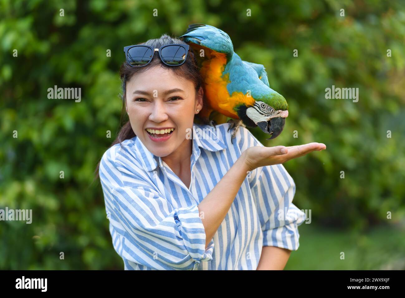 happy woman feeding blue-and-yellow macaw (Ara ararauna) bird on her ...
