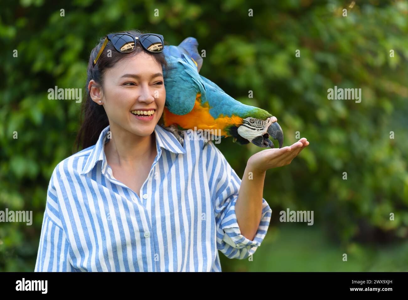 happy woman feeding blue-and-yellow macaw (Ara ararauna) bird on her ...