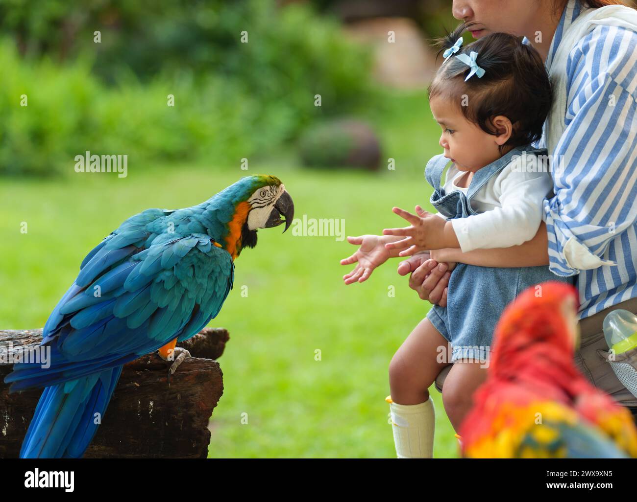 mother and her daughter feeding blue-and-yellow macaw (Ara ararauna ...