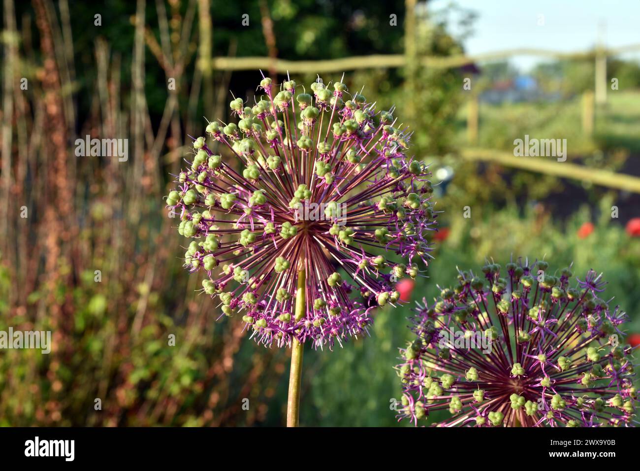 The spherical flower that grows in the garden is the Dutch onion flower ...