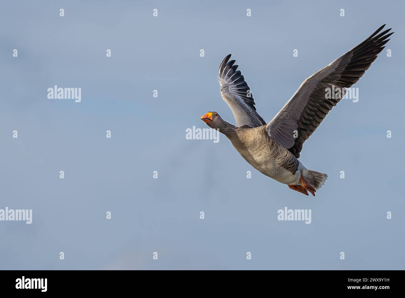 Greylag goose in flight Stock Photo - Alamy