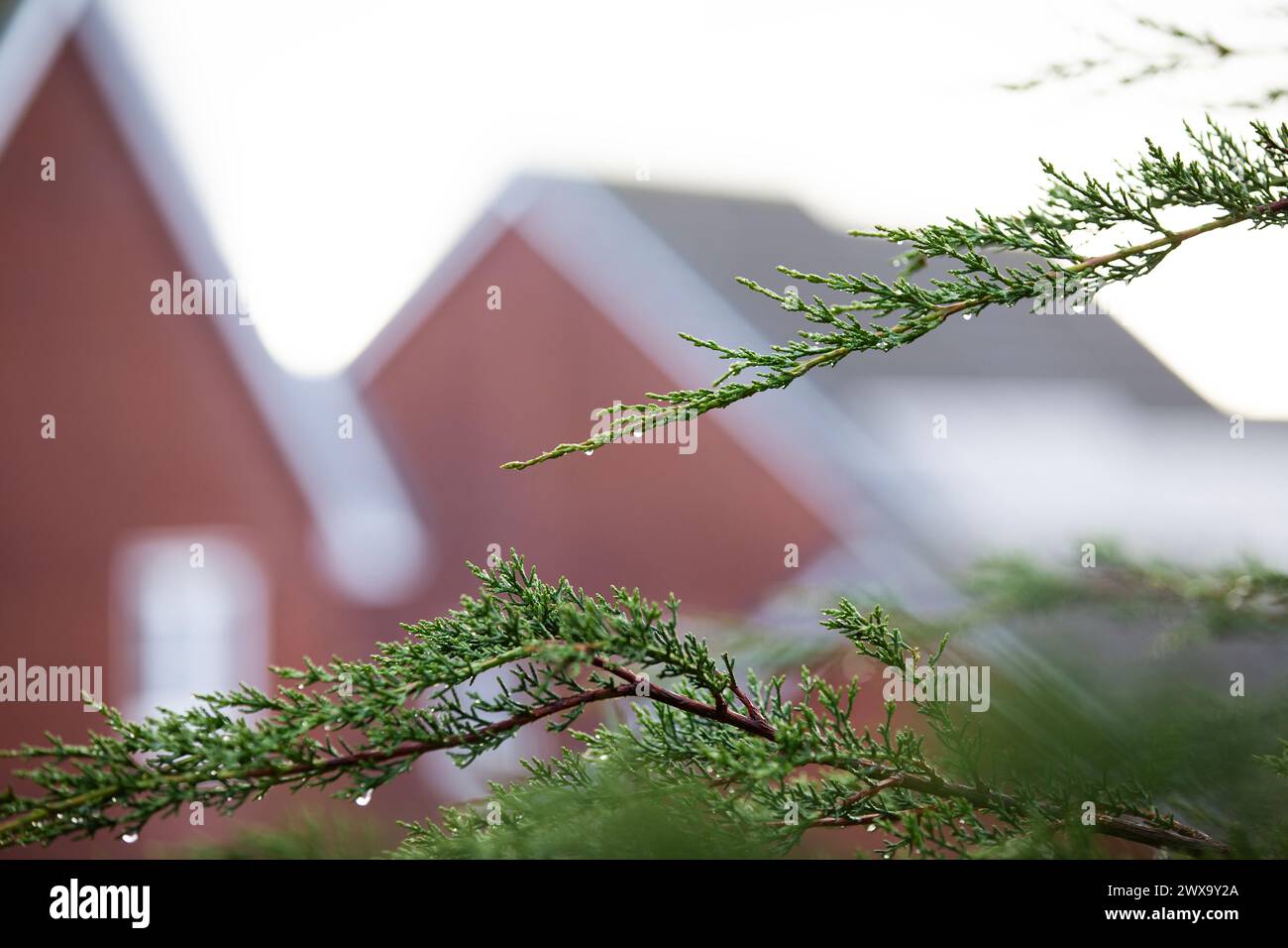 UK weather - Close up of raindrops on green tree with blurred out ...
