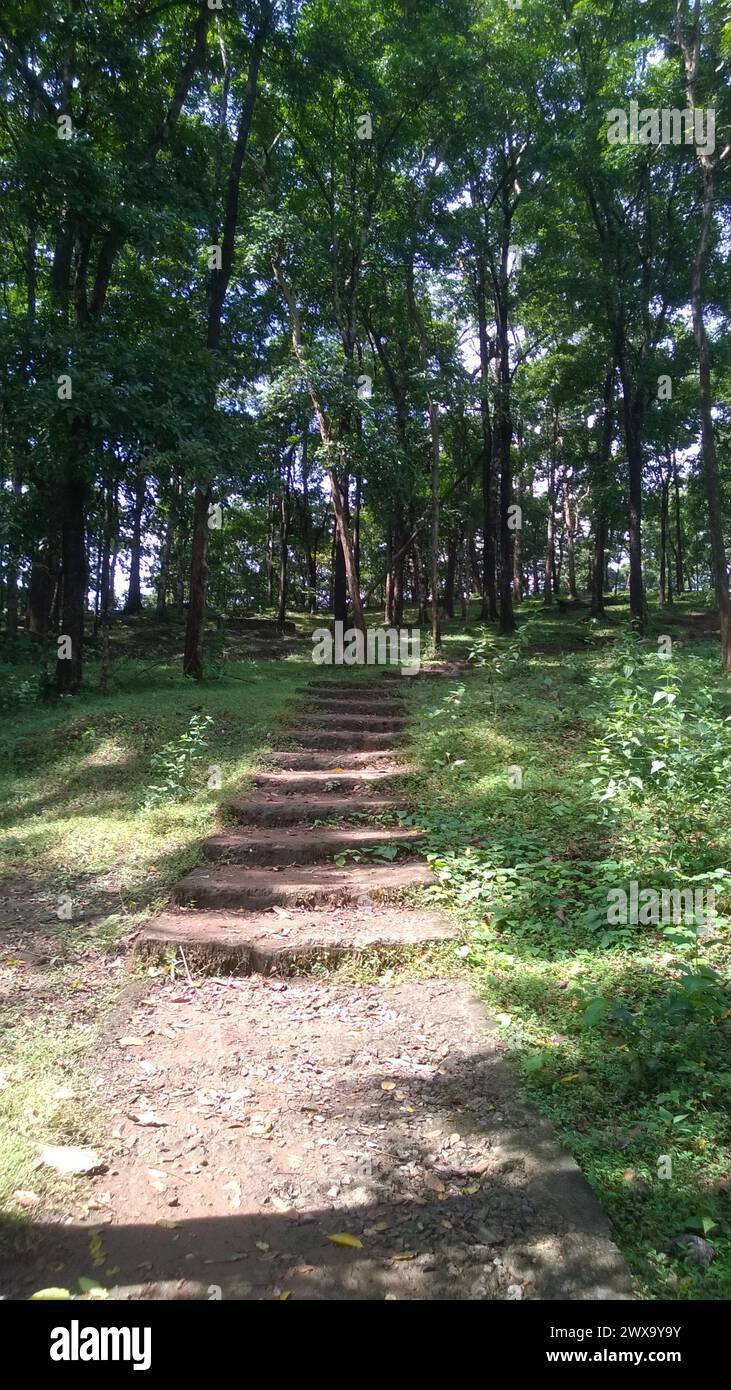 A forest path with steps in Karnataka, India Stock Photo - Alamy