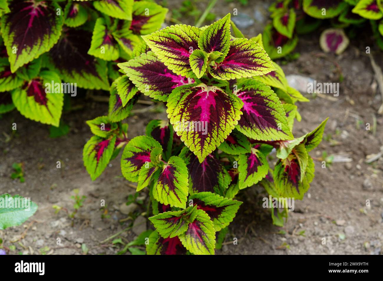 Green coleus plant hi-res stock photography and images - Alamy