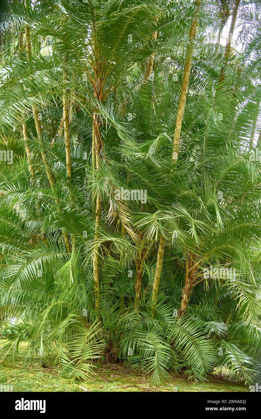 Azores green lush hi-res stock photography and images - Alamy