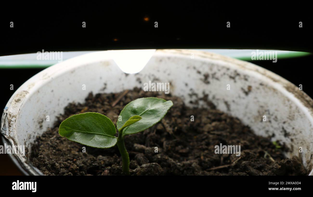 green tree seedling in germination stage from seed in pot with soil ...
